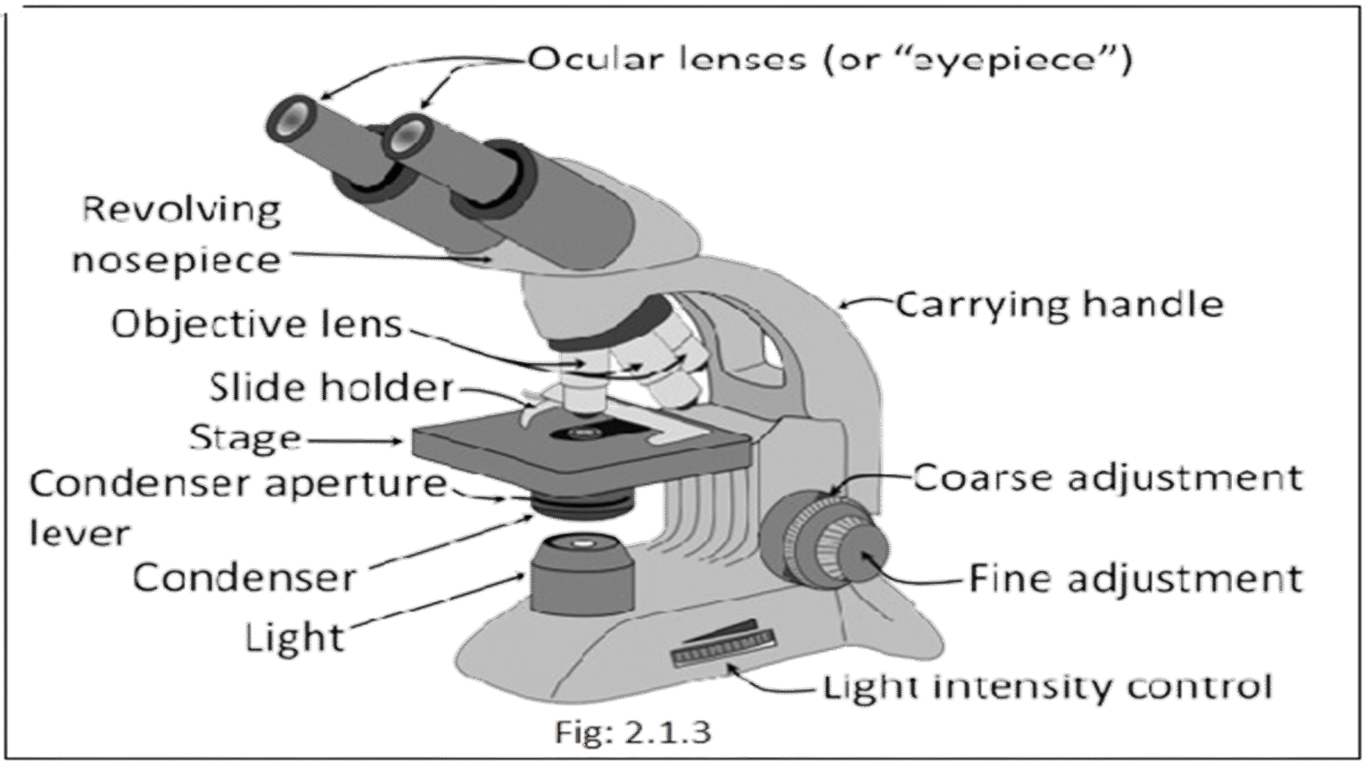 What is a Microscope ?, Types, Parts, and Working Principle Explained